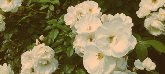 Rose Geranium Bath Essence | Floris London UK